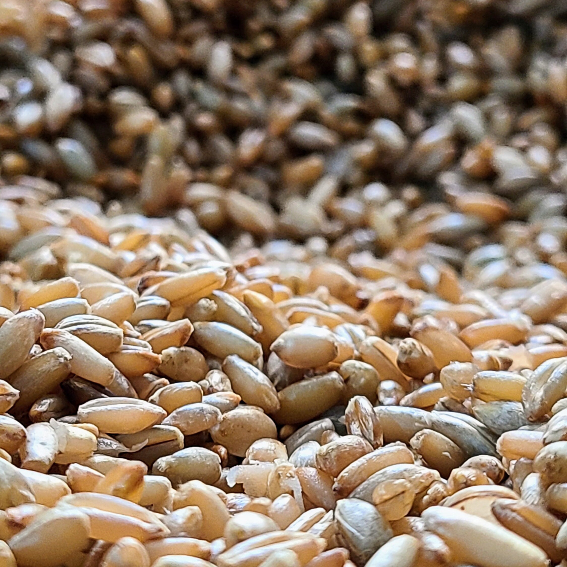 5 Lb. Rye Grain Bag - Organic Rye - Seismic Spore