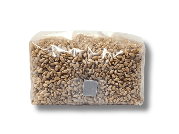 2 Lb. Rye Grain Bag - Organic Rye - Seismic Spore