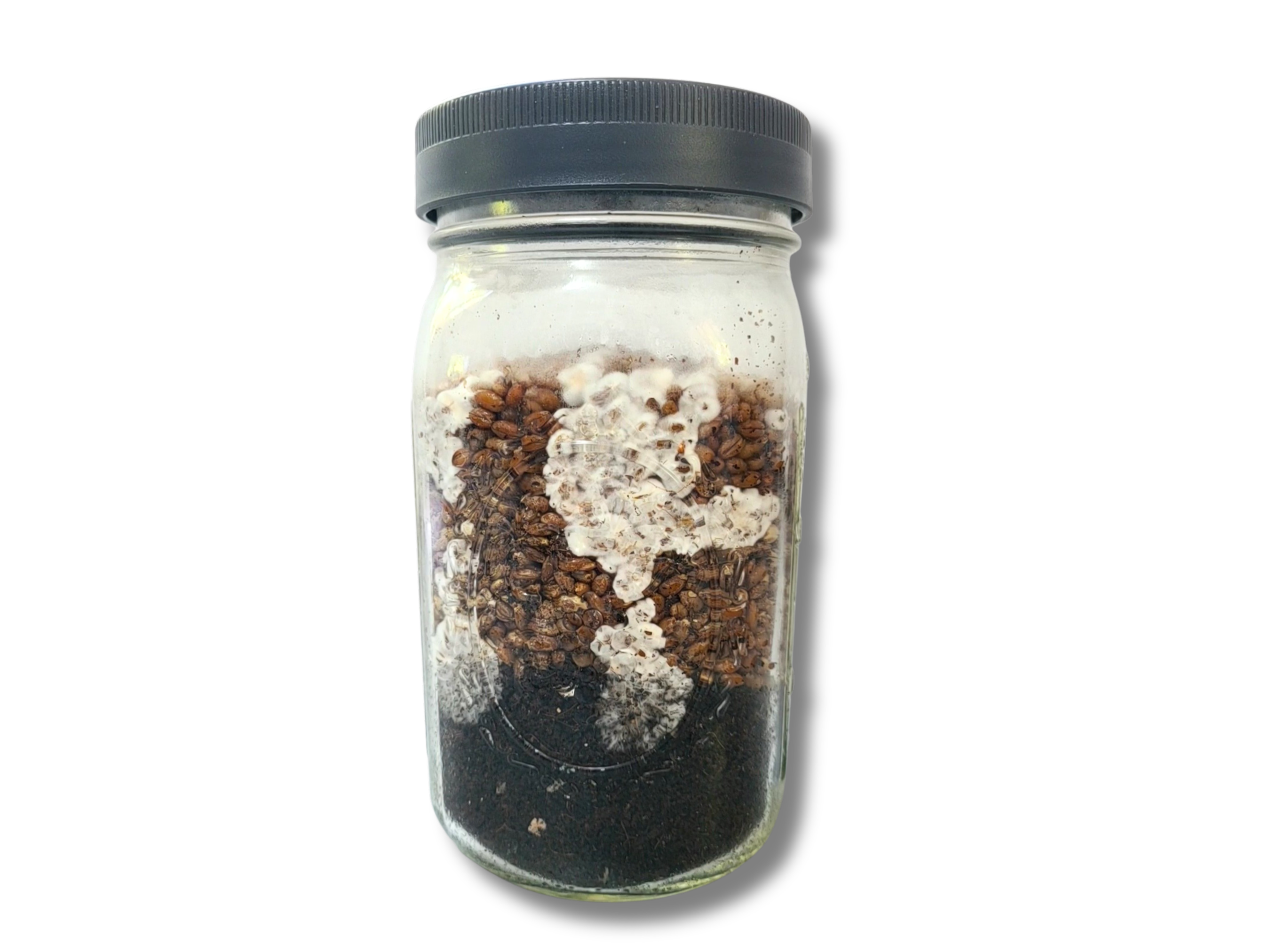 All-In-One Grow Jar & 5 Agar Plates - Seismic Spore