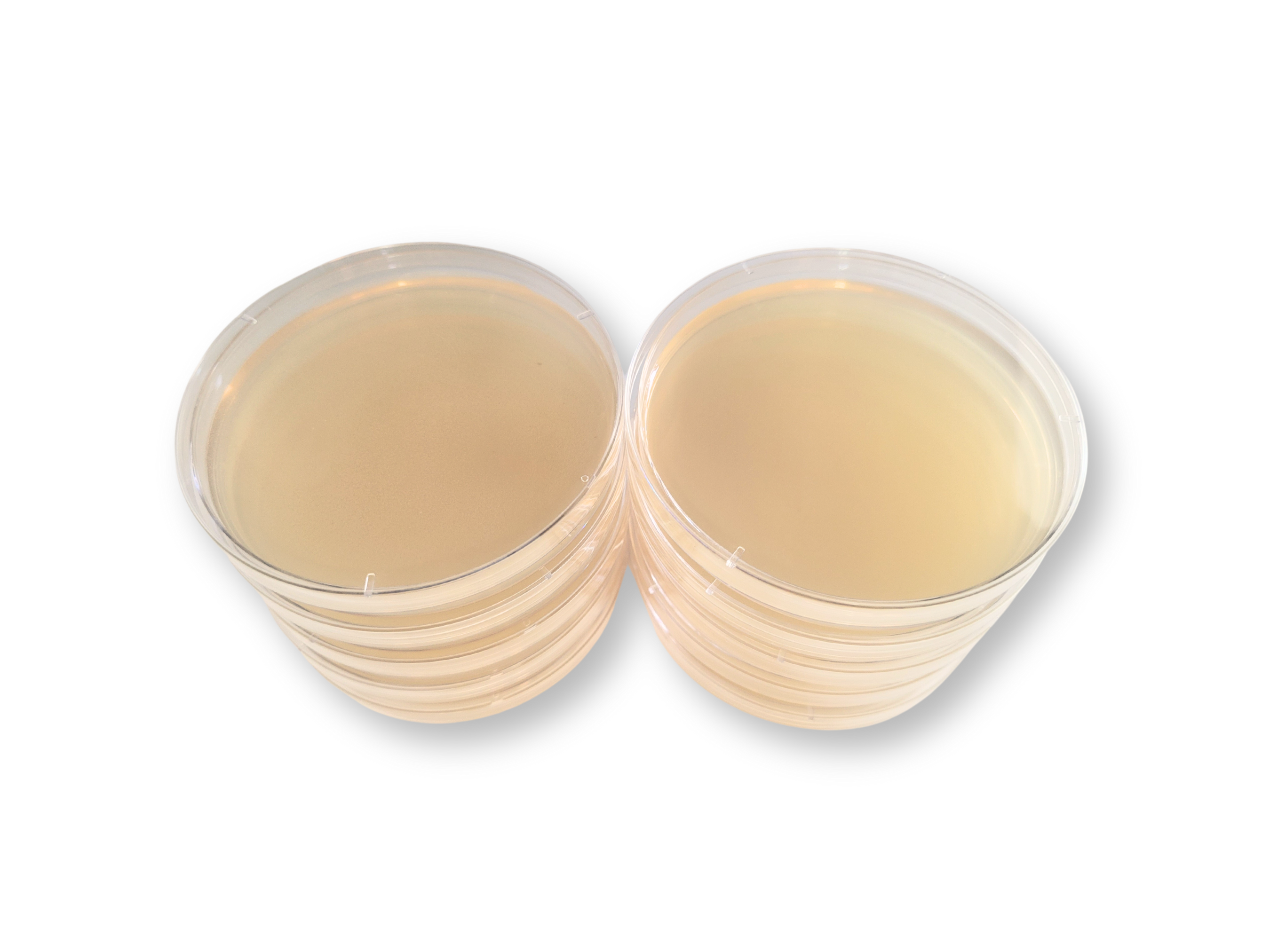 Clear Malt Extract Agar Plates - 10 Pack - Seismic Spore