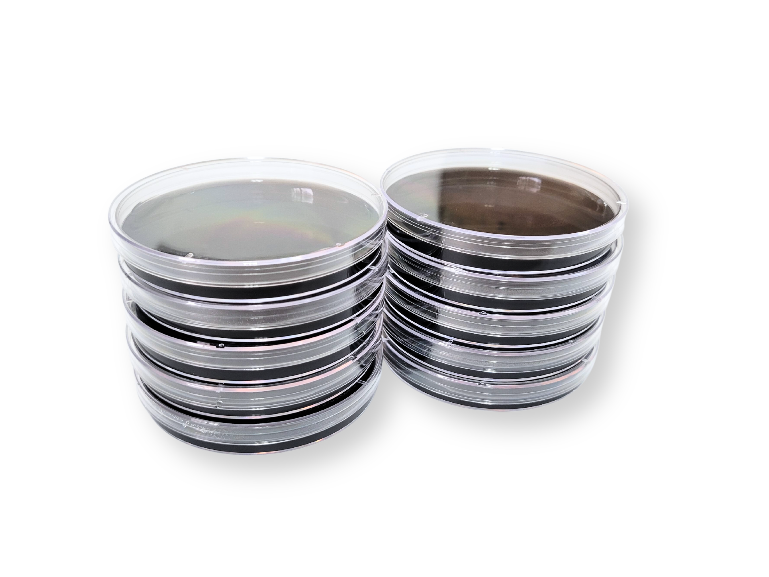 Charcoal Malt Extract Agar Plates - 10 Pack - Seismic Spore