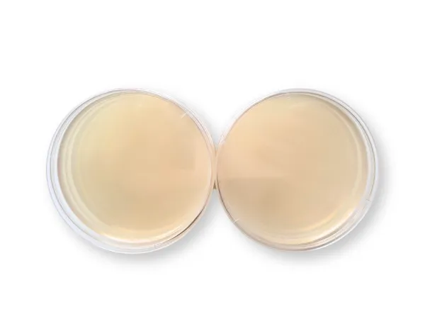 Clear Malt Extract Agar Plates - 10 Pack - Seismic Spore