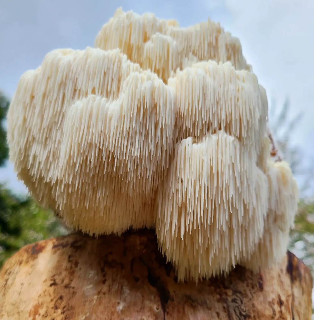 Lion's Mane (Hericium Erinaceus) Liquid Culture Syringe - 10 ml - Seismic Spore