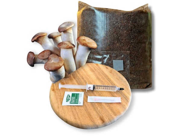 King Oyster Mushroom Substrate and Liquid Culture Grow Kit - Seismic Spore